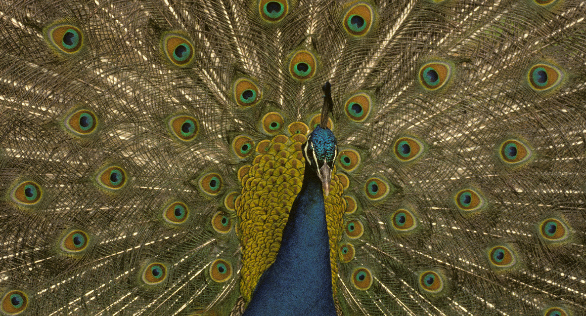 Humility in Ministry | Tabletalk